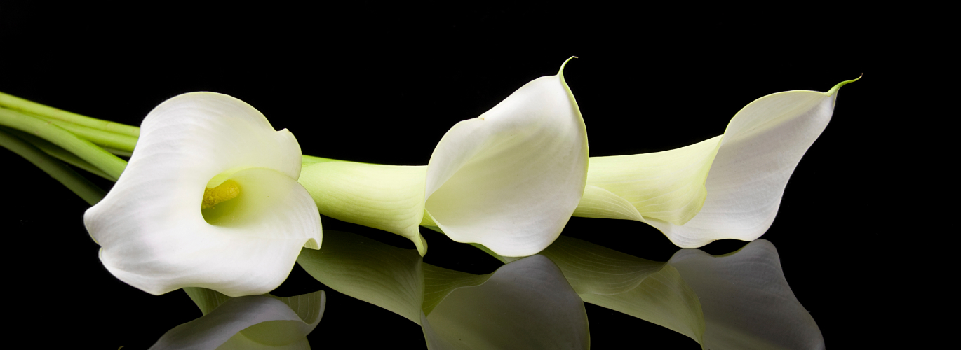 Bestattungen Lichtblick